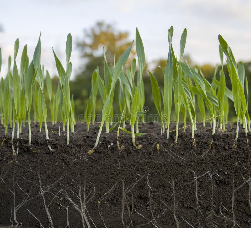 Sprouted Shoots of Barley and Wheat in Soil with Roots. Blurred ...