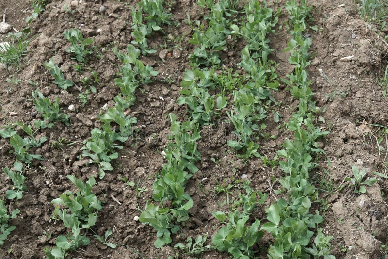 Sprouted Small Pea Plant Planted in the Garden Stock Photo - Image of ...