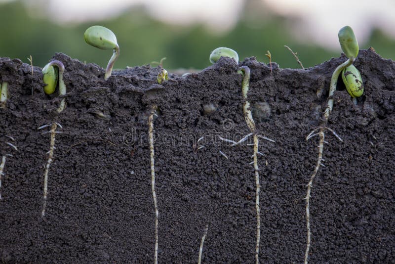 Sprouted Soybean Shoots in Soil with Roots. Blurred Background Stock ...