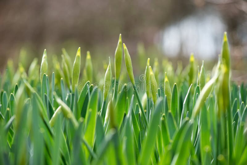 Sprouted Spring Flowers Daffodils in Early Spring Garden Stock Image ...