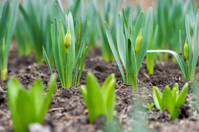 Sprouted Spring Flowers Daffodils in Early Spring Garden Stock Image ...