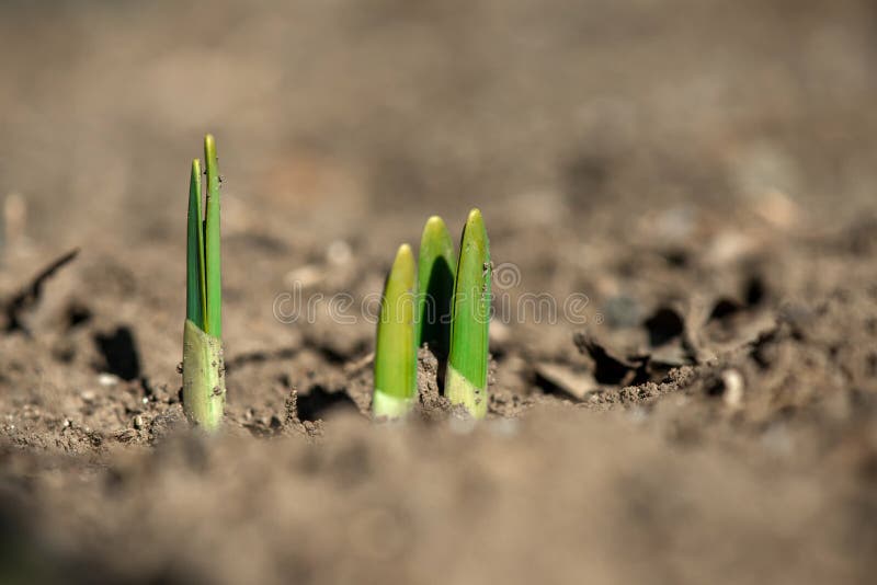 Sprouted Spring Flowers Daffodils In Early Spring Garden Stock Image Image Of Growth Closeup