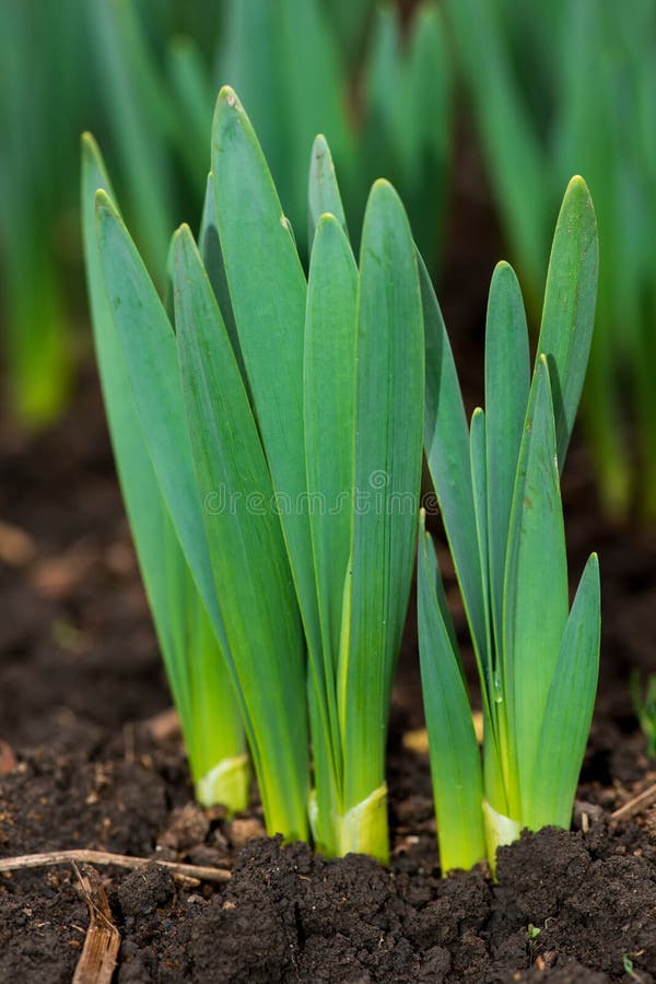 Sprouted Spring Flowers Daffodils in Early Spring Garden Stock Photo ...