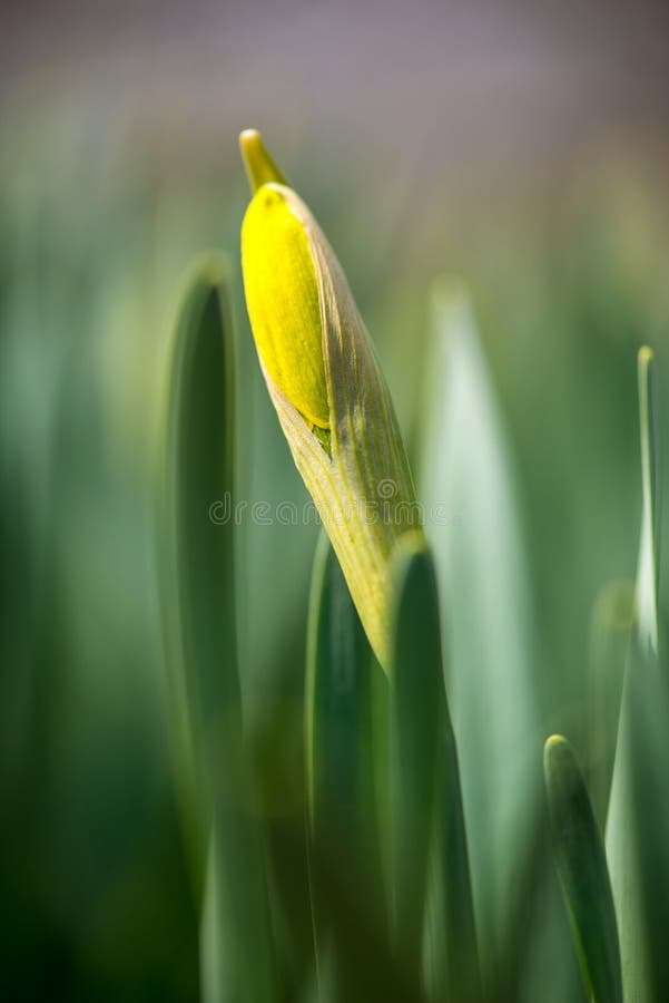 Sprouted Spring Flowers Daffodils in Early Spring Garden - Vertical ...