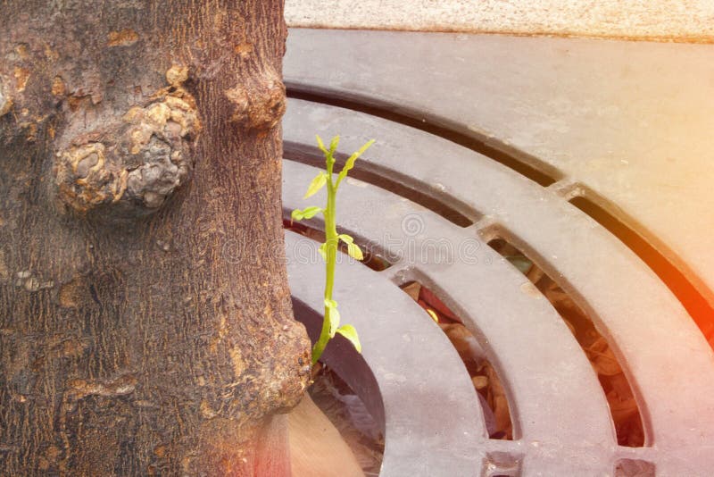 New Life in the Form of a Sprout on a Tree Stock Image - Image of grow ...