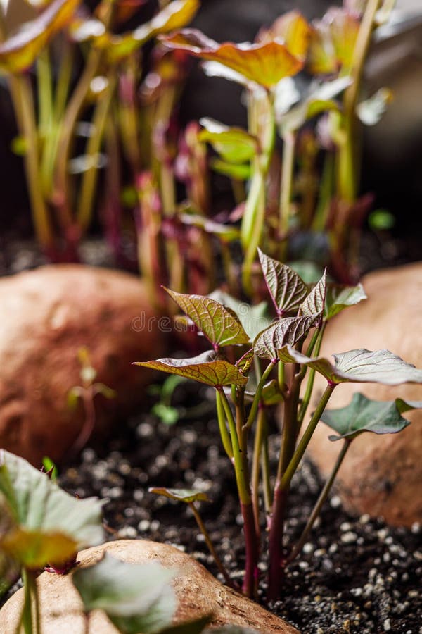 Sprouted Sweet Potatoes in a Container for Growing Seedlings Stock ...