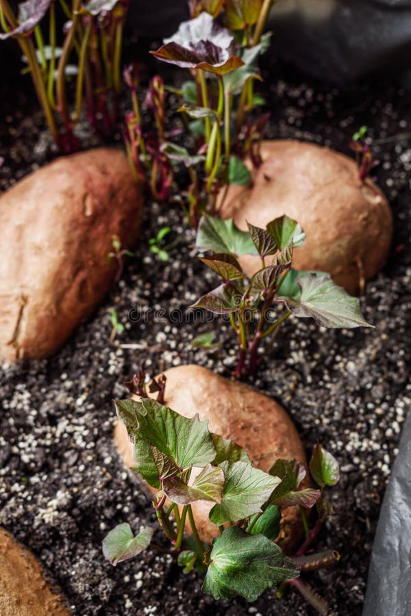 Sprouted Sweet Potatoes in a Container for Growing Seedlings Stock ...