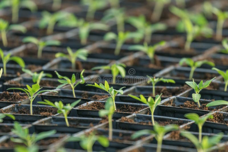 Sprouted Tomatoes, Tomato Seedlings in Pots. Young Tomato Seedlings for ...