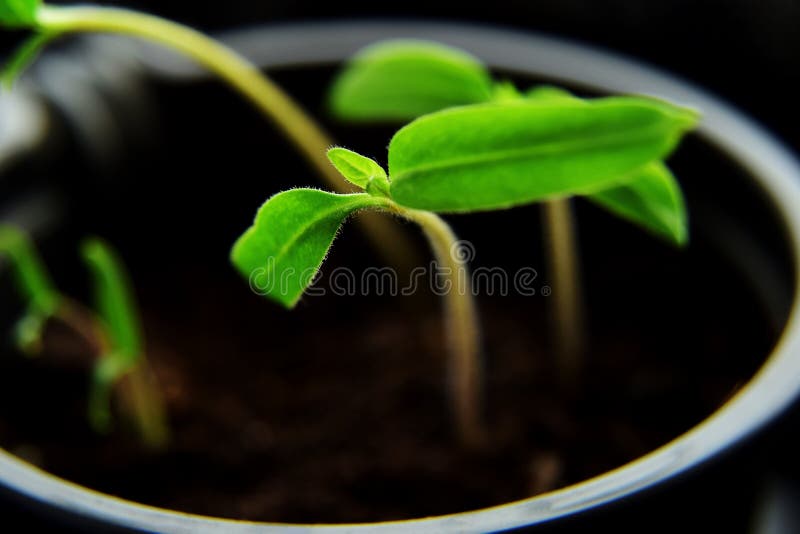Sprouted Tomatoes, Tomato Seedlings in Pots. Young Tomato Seedlings for ...