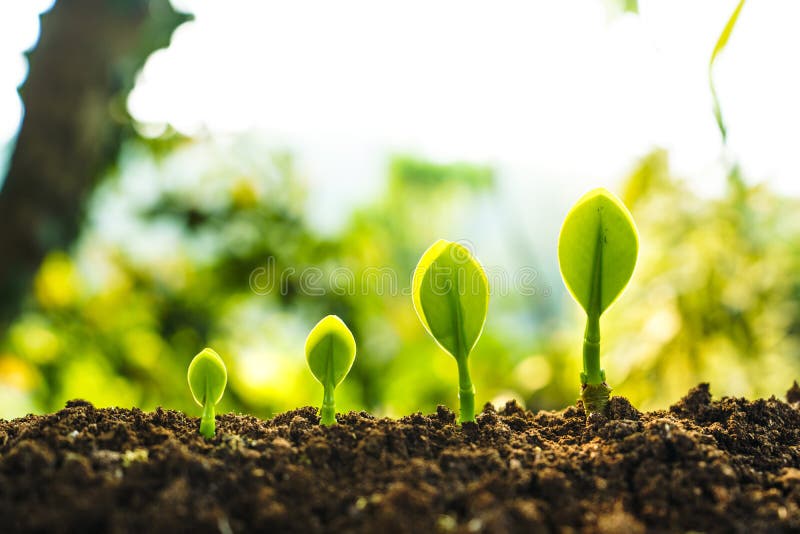 Sprouted Trees the Growth of Trees on the Soil in Nature Stock Photo ...