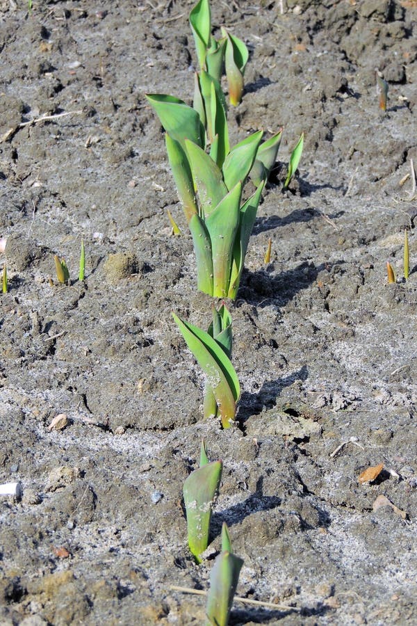 Sprouted Tulips in the Spring Stock Photo - Image of growth, human ...