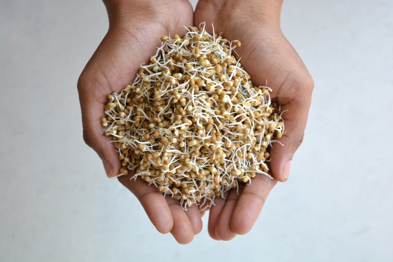 Sprouted Moth or Matki Vigna Aconitifolia or Moth Bean Rich in Protein ...