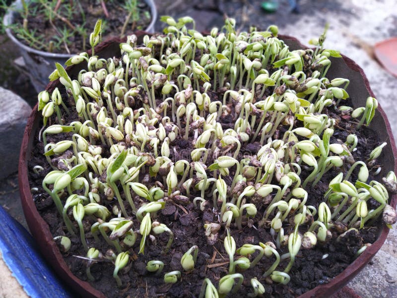 Sprouted Val Bean (White Bean) Stock Image - Image of plant, evergreen ...