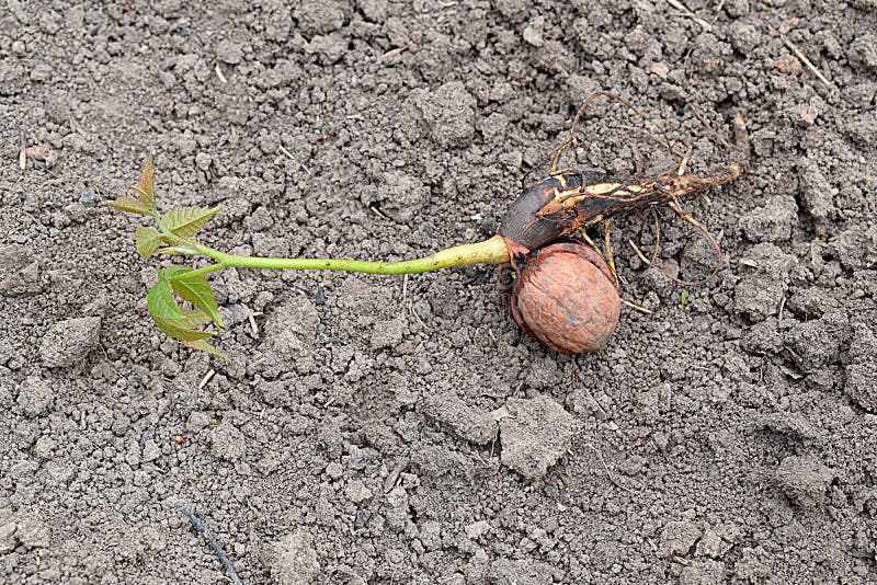 Sprout of a Young Walnut, on Ground Background Stock Photo - Image of ...