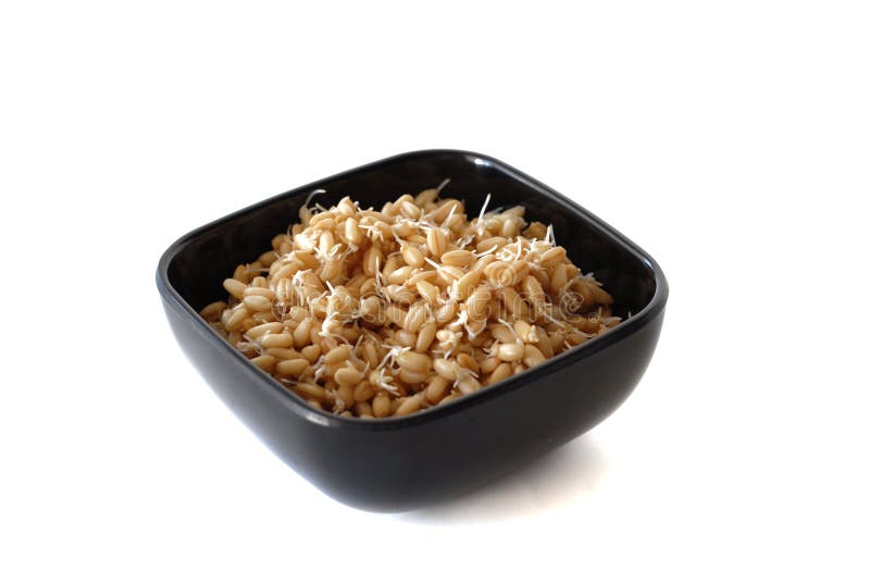 Sprouted Wheat in a Cup stock image. Image of healthy - 111750079