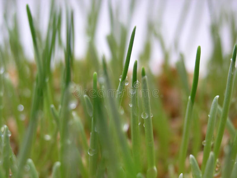 Sprouted Wheat with Dew Macro Stock Photo - Image of grass, life: 80022674
