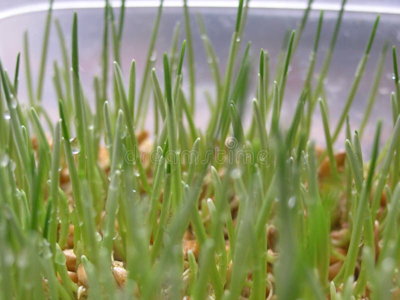 Sprouted Wheat with Dew Macro Stock Photo - Image of fresh, leaf: 80022694