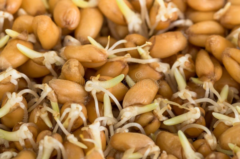 Sprouted wheat grain stock photo. Image of dietary, fresh - 66416604