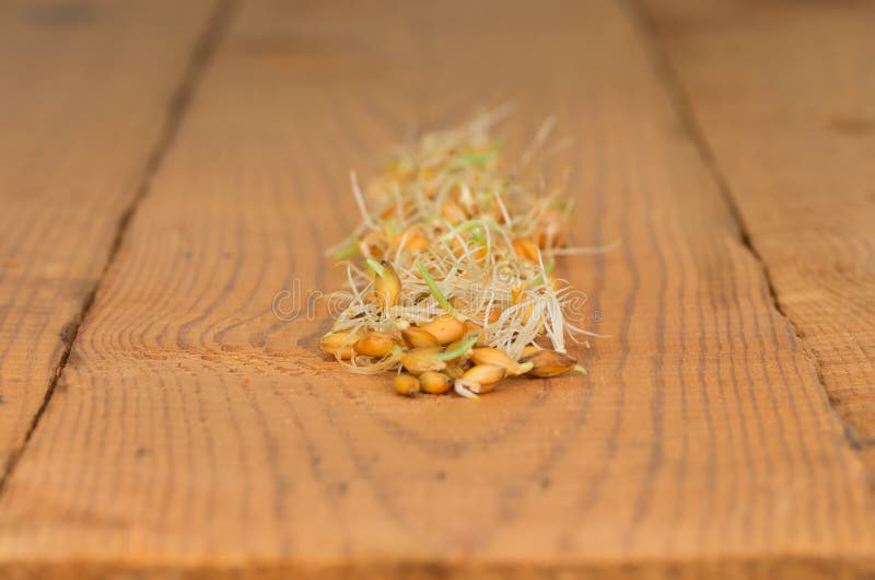 Sprouted wheat grain stock photo. Image of macro, heap - 66416664