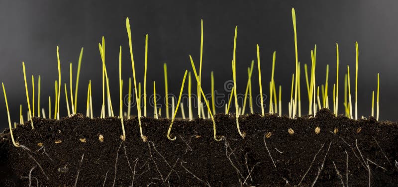 Sprouted Wheat Grain in the Soil. Wheat Shoots. Panorama. Stock Photo ...