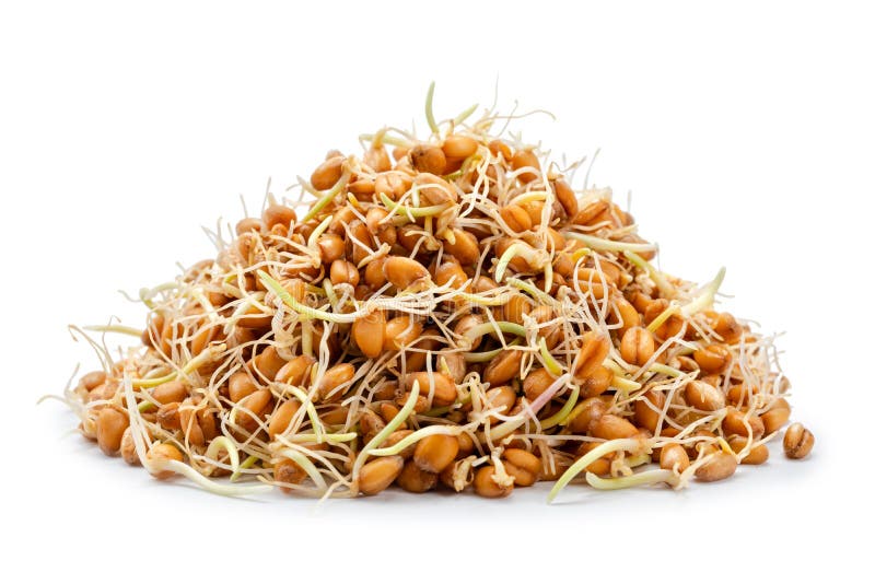 Sprouted Wheat Grain on a White Background Stock Photo - Image of plant ...