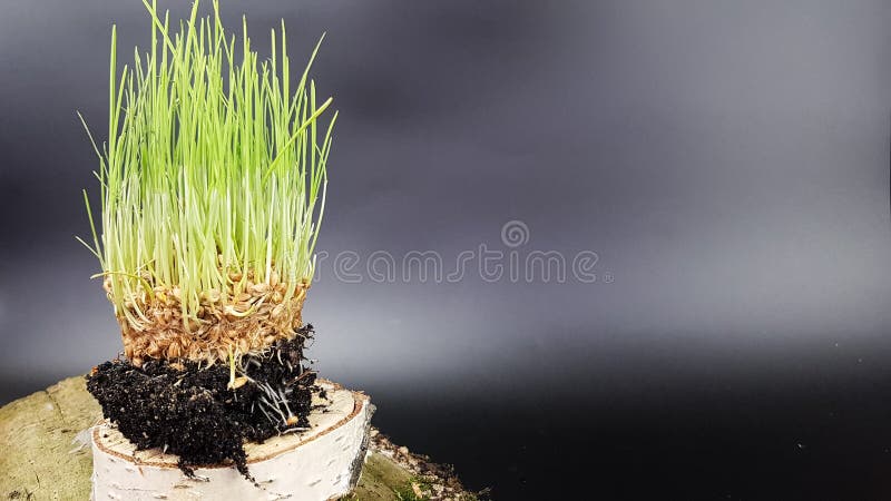 Sprouted Wheat Grains on a Dark Background on a Round Podium Stock ...