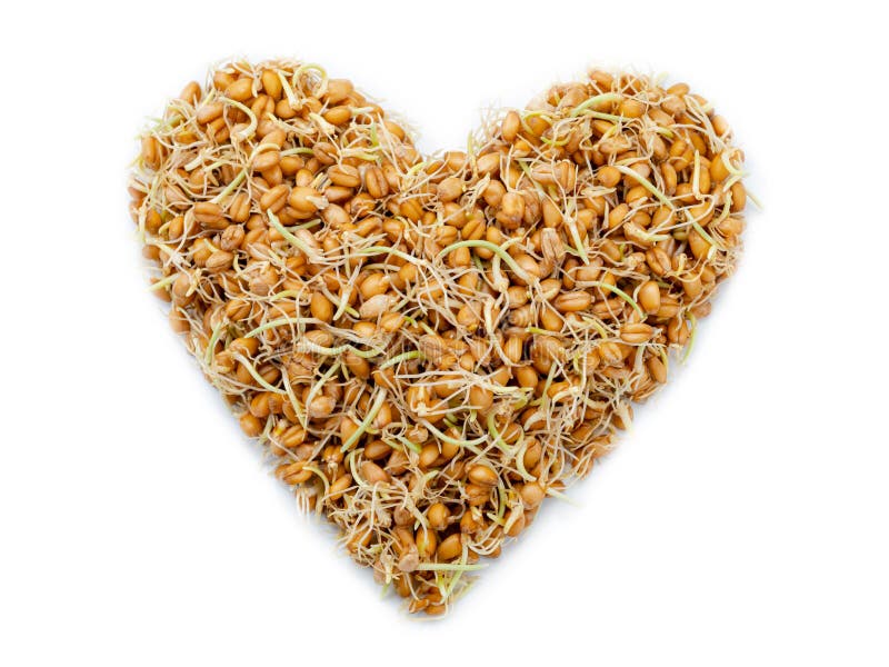 Sprouted Wheat Grains in the Shape of a Heart Isolated on White Stock ...