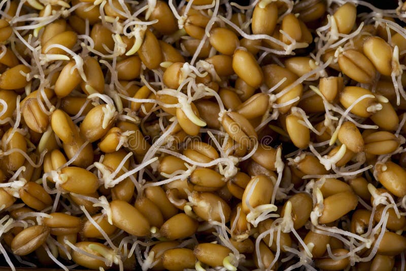 Sprouted wheat grains stock photo. Image of wheat, ingredient - 67527860
