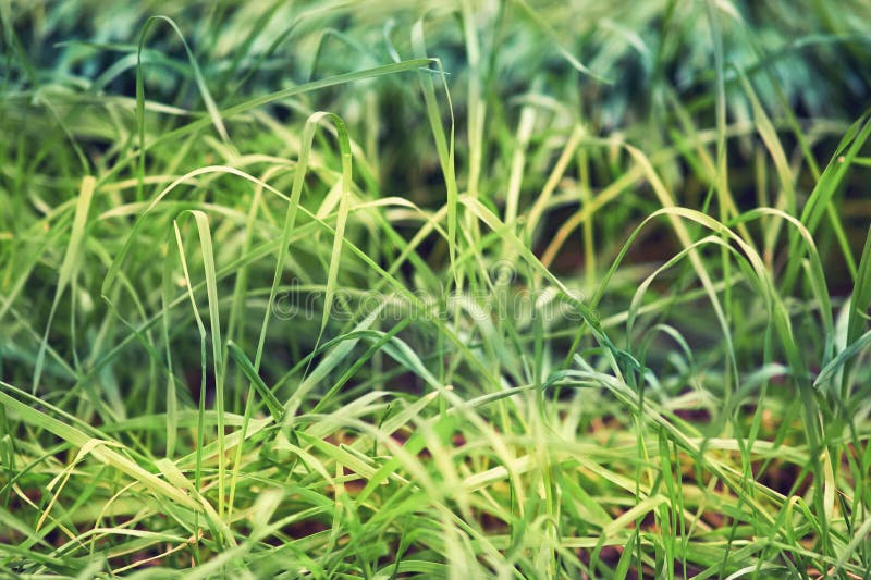 Sprouted Wheat Grains after Sowing in the Ground. Green Wheat Sprout ...