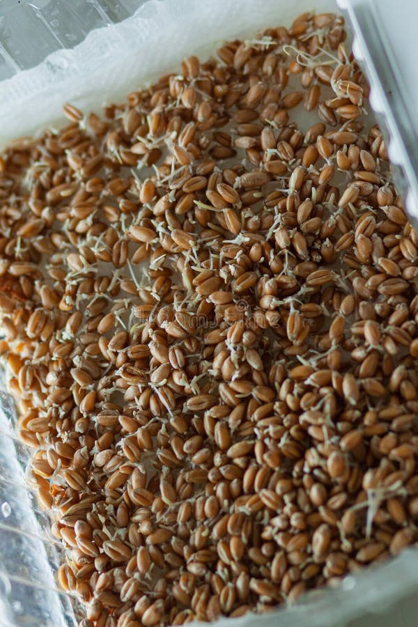 Sprouted Wheat Grains in a Transparent Container Stock Image - Image of fresh, navruz: 306772635
