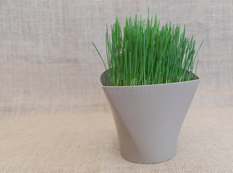 Sprouted Wheat Grass in a Brown Pot on a Burlap Background Stock Image ...