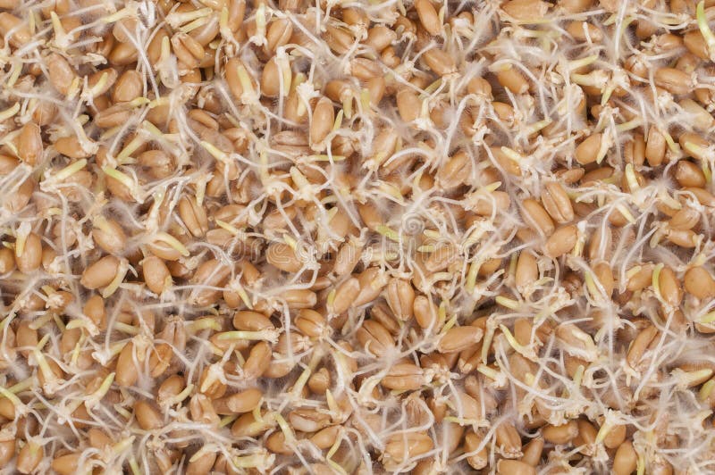 Sprouted wheat stock photo. Image of berries, vegan, root - 35947740
