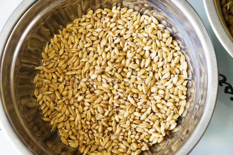 Sprouted Wheat and Peas on a Plate on the Table. Stock Photo - Image of ...