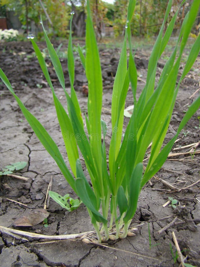 Sprouted wheat seed stock photo. Image of wheat, sprout - 140663474