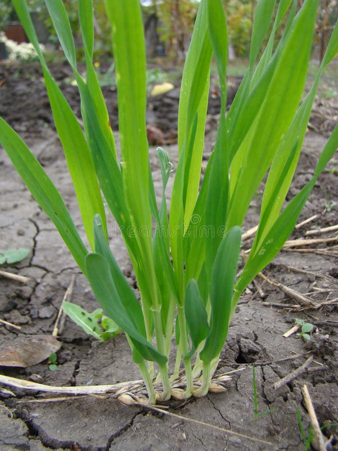 Sprouted wheat seed stock photo. Image of agriculture - 140663518