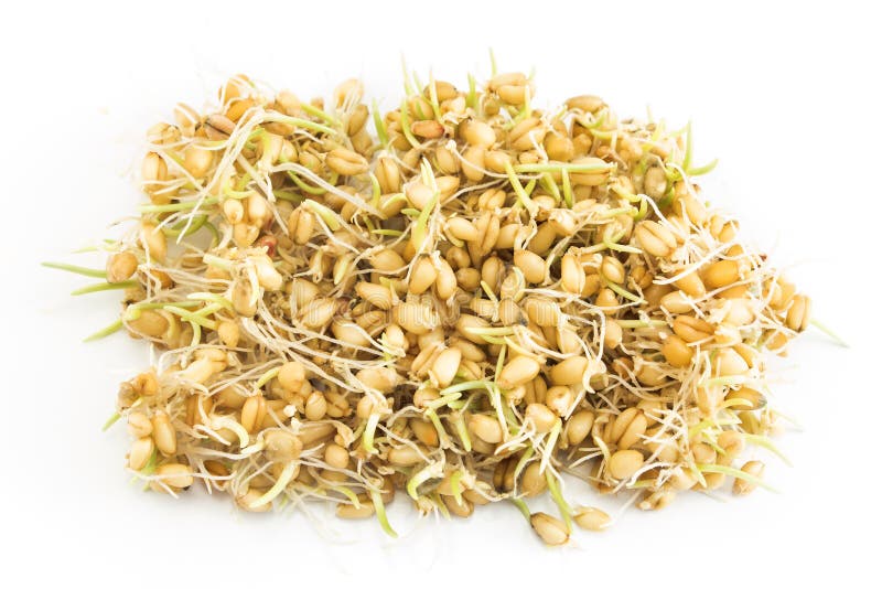 Sprouted Wheat on a White Background Stock Image - Image of grain ...