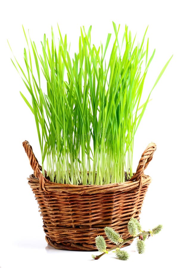 The Willow Has Sprouted. a Small Willow Sprout from Seals. Green Willow ...