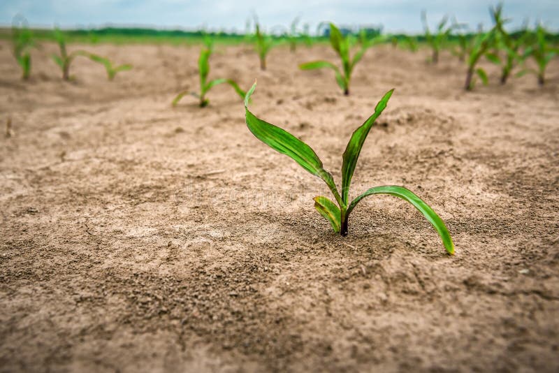 Sprouted Young Corn Maize on the Field Stock Photo - Image of garden ...