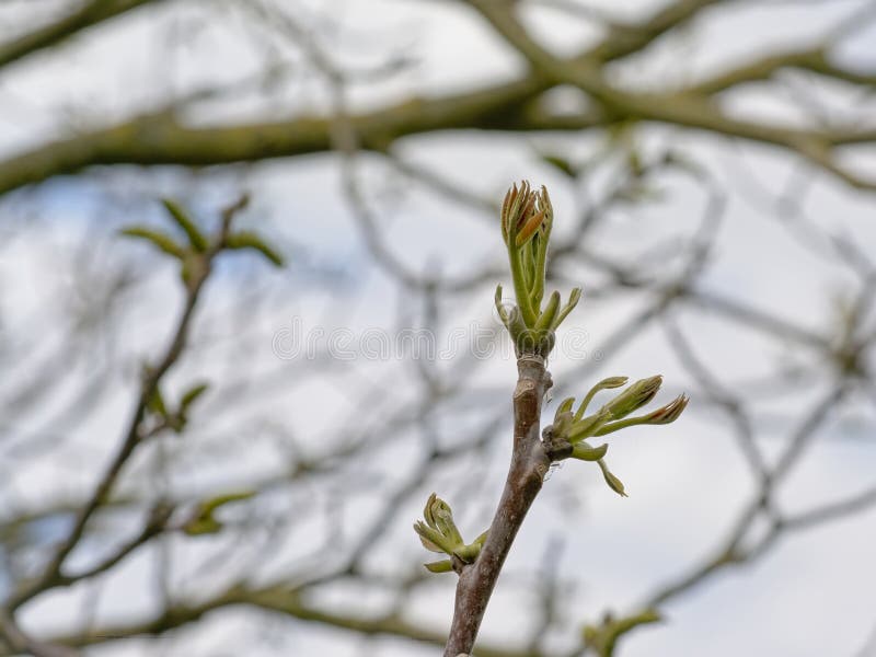 Sprouting Ash Tree Leaf Buds in Spring - Fraxinus Angustifolia Stock ...