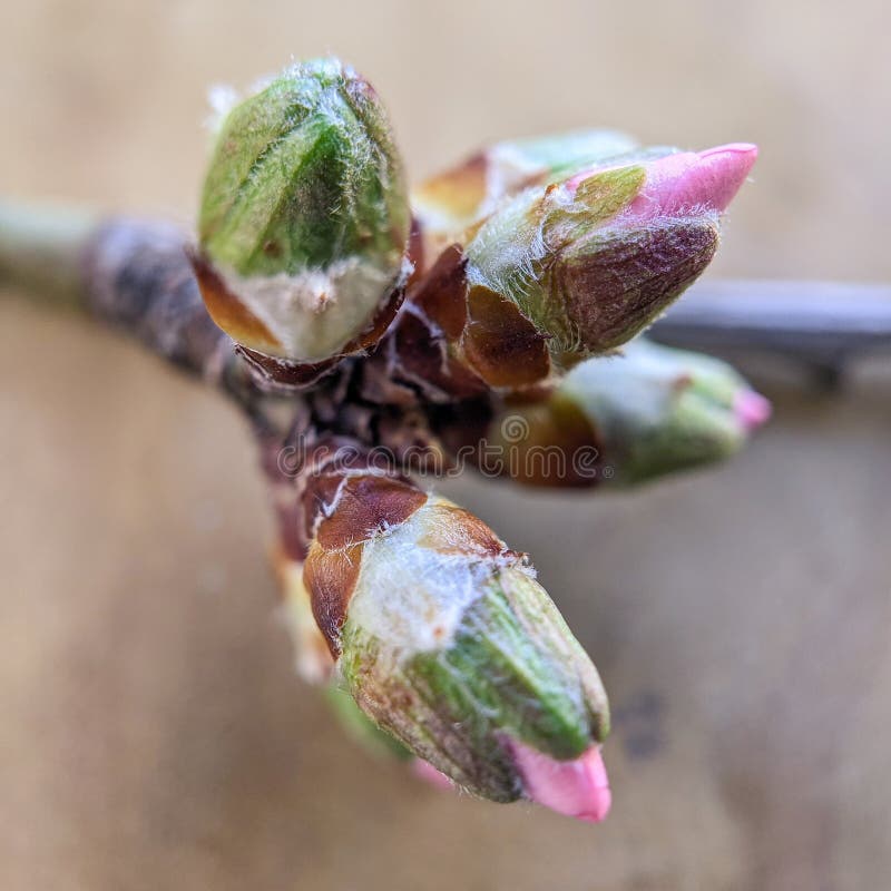 Sprouting almond buds. stock image. Image of green, growth - 209095969