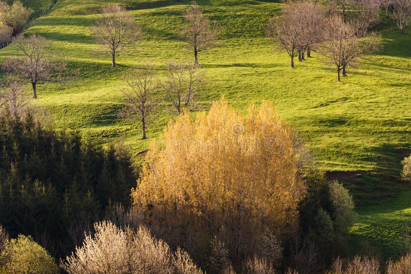 Sprouting Aspen Trees in Early Spring Stock Image - Image of european ...