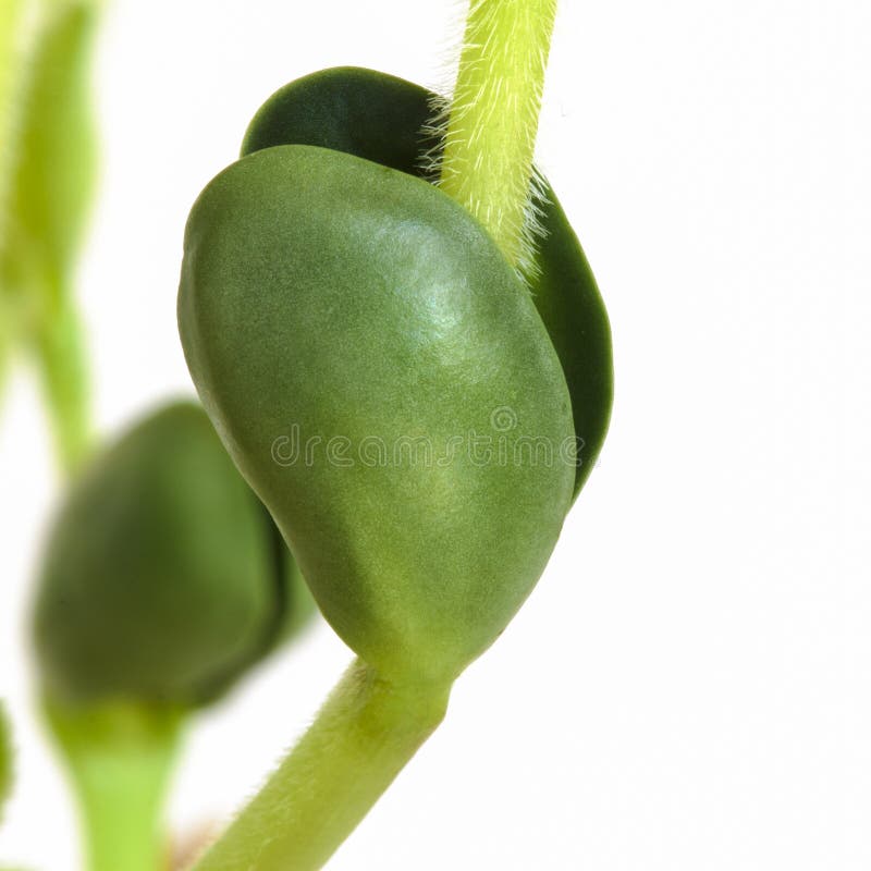 Sprouting bean stock photo. Image of sprouts, sprouting - 37080414