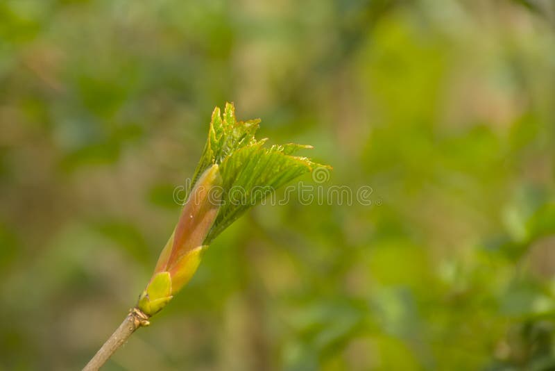 Sprouting Beech Leaf Bud Spring Stock Photos - Free & Royalty-Free ...