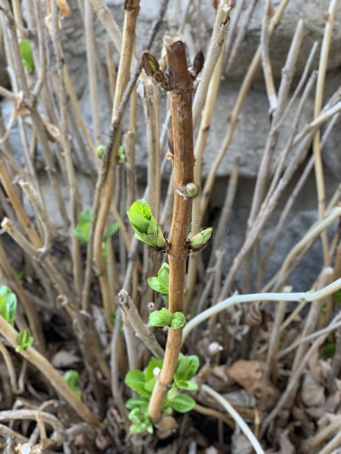 Sprouting of Branches Closeup Exotic Stock Image - Image of blossoms ...