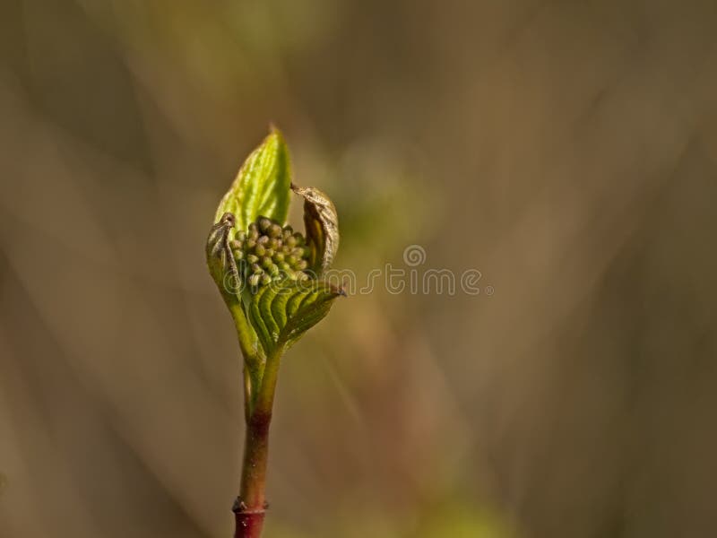 Sprouting Bud of a Roundleaf Dogwood Tree Stock Photo - Image of woods ...