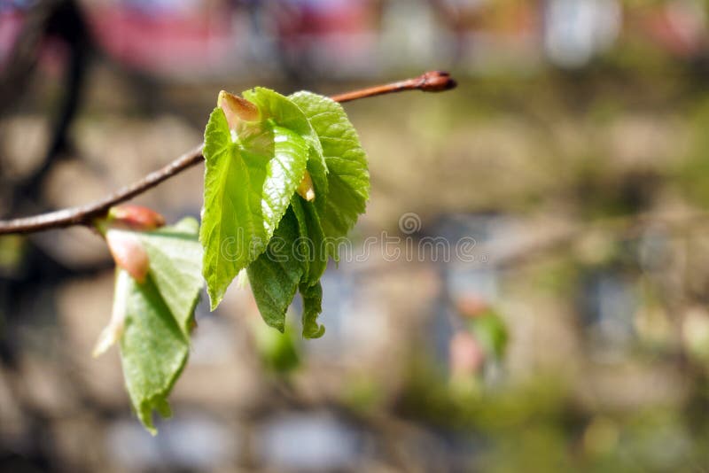 Sprouting bud in spring stock image. Image of grow, sprout - 91962643