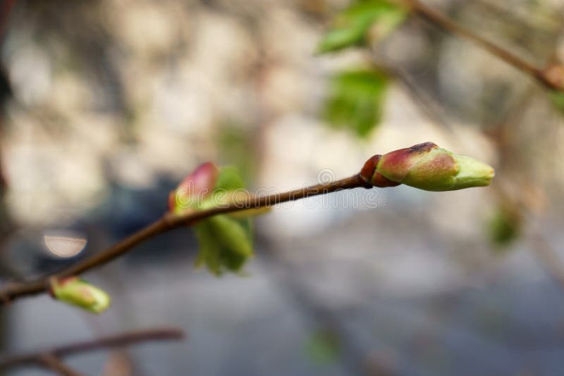 Sprouting bud in spring stock image. Image of plants - 91962655