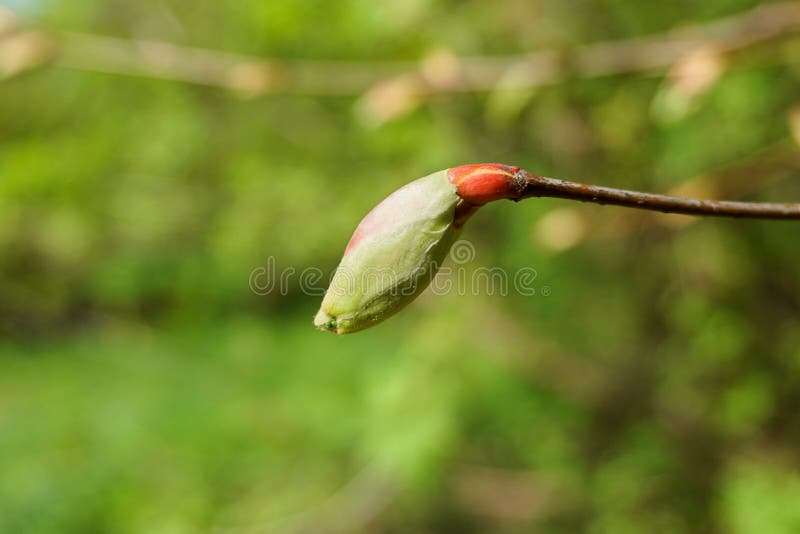 Sprouting bud in spring stock image. Image of plants - 91962655