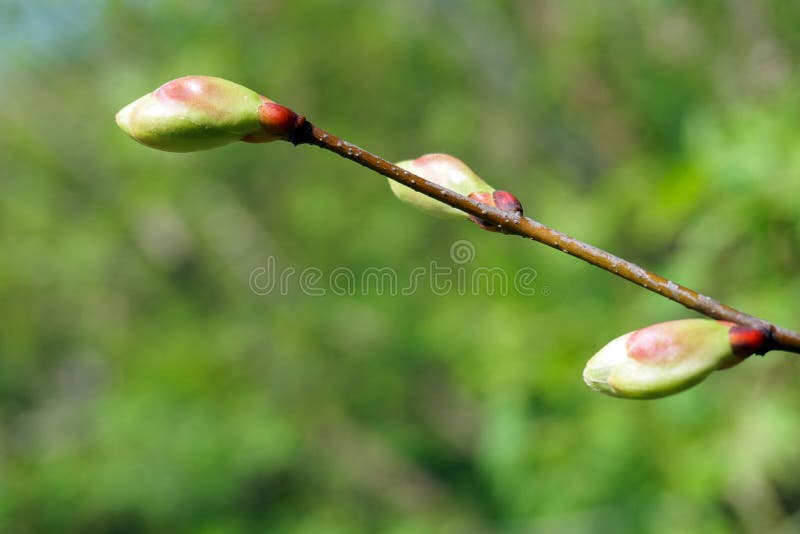 Sprouting bud in spring stock photo. Image of alive, green - 91962660