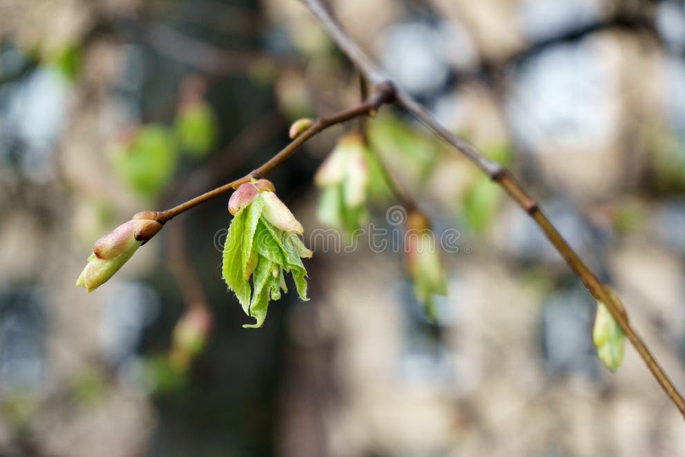 Sprouting bud in spring stock image. Image of plant, plants - 91962665